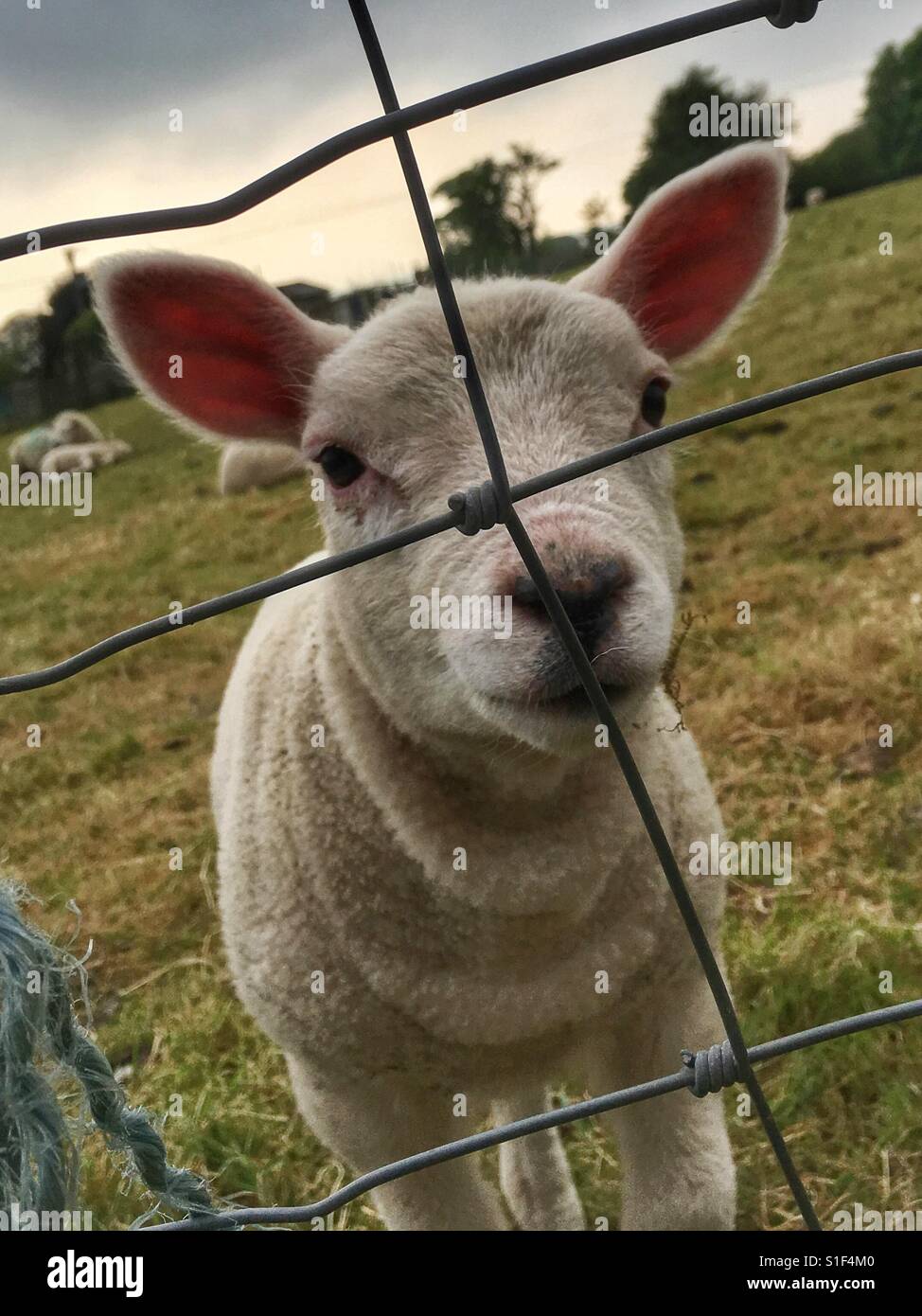 Fence Sheep High Resolution Stock Photography and Images - Alamy