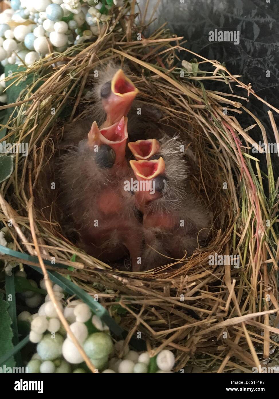 Finch nest hi-res stock photography and images - Alamy