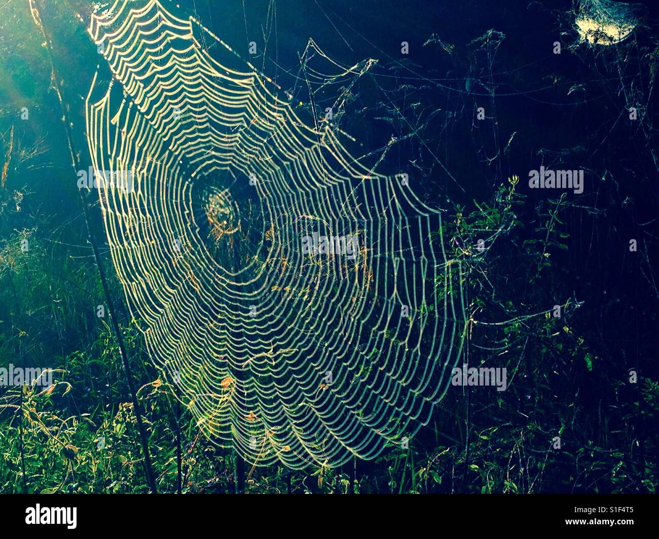 Spider webs in field Stock Photo - Alamy