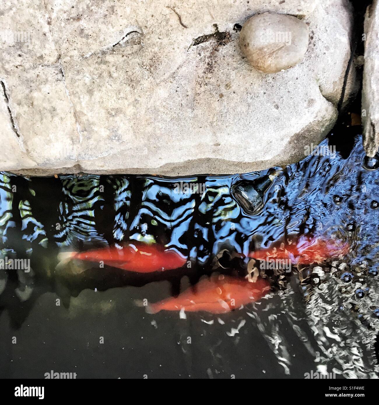 Koy fish in a pond Stock Photo - Alamy