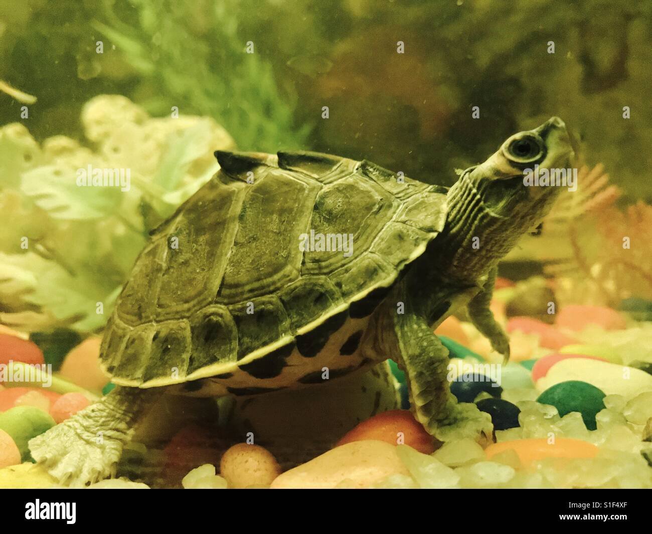 Our baby turtle posing for his profile picture Stock Photo - Alamy