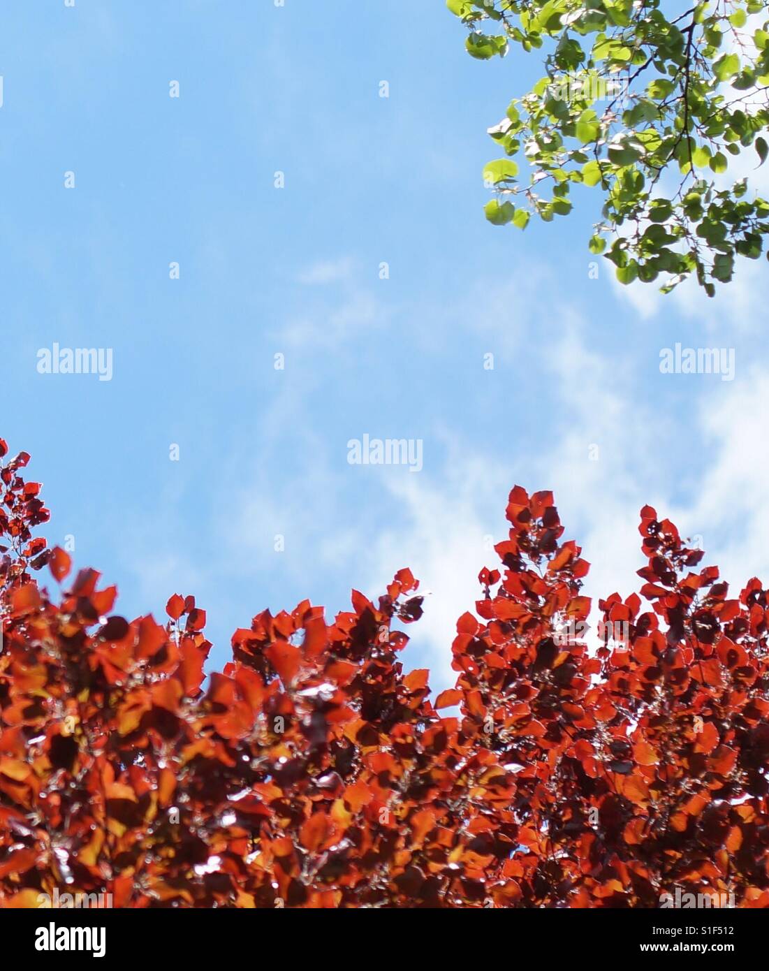 Red green blue Stock Photo - Alamy