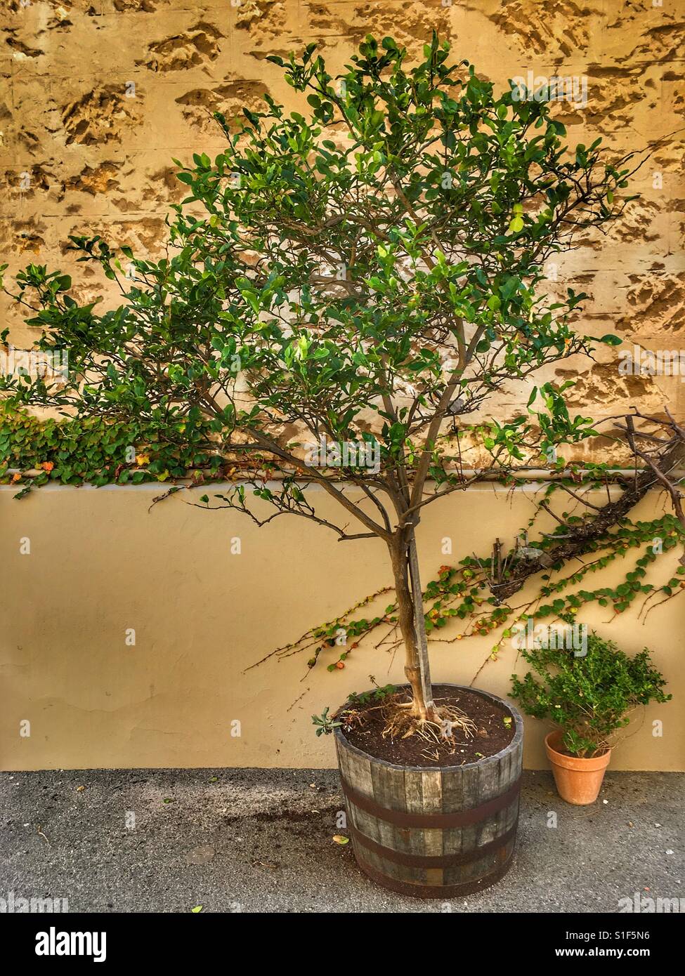 Potted tree in wooden barrel Stock Photo - Alamy