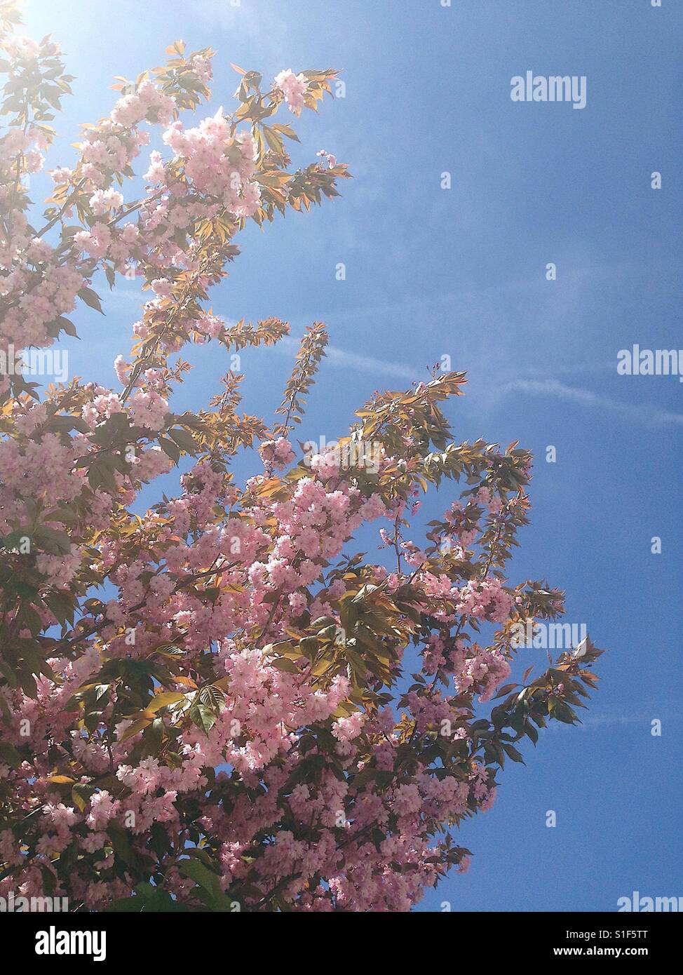 Pinky tree hi-res stock photography and images - Alamy