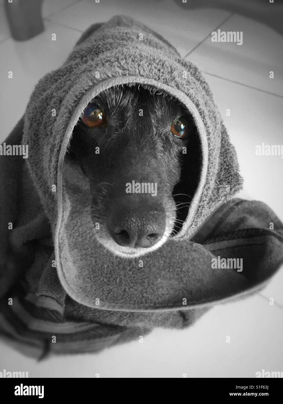 Jedi dog hi-res stock photography and images - Alamy