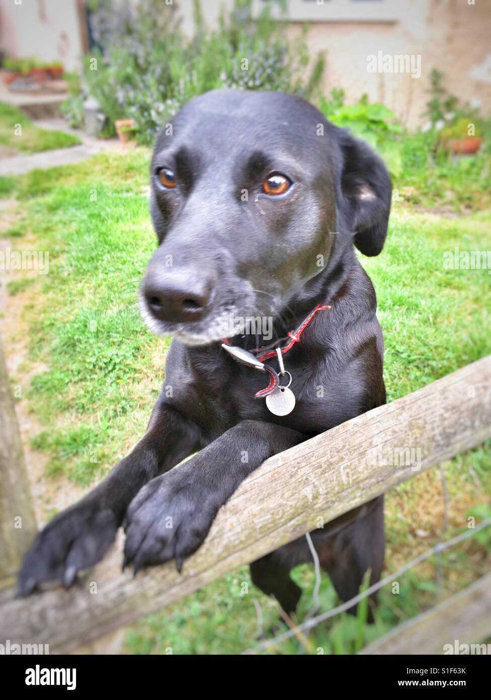 Black lab nose hi-res stock photography and images - Alamy