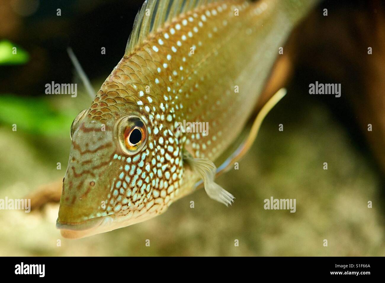 Sneaky fish staring at you Stock Photo - Alamy