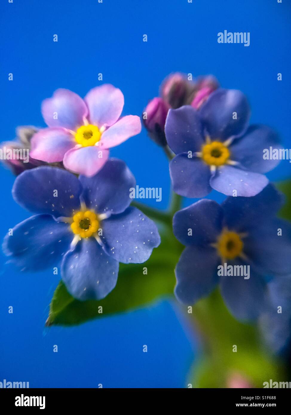 Blue forget me nots backdrop hi-res stock photography and images - Alamy