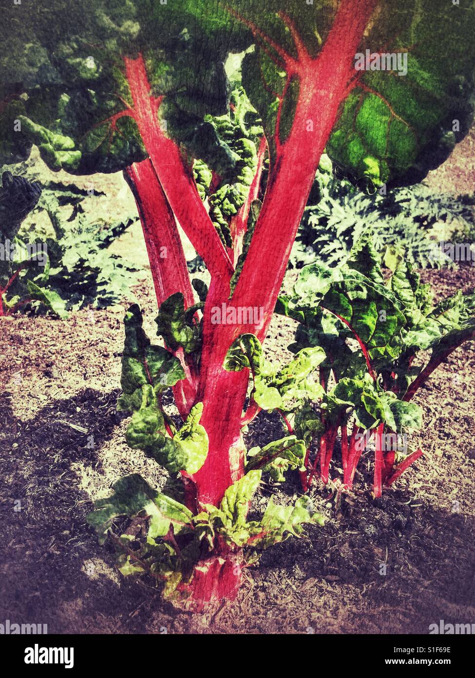 Swiss chard growing in a vegetable patch Stock Photo - Alamy