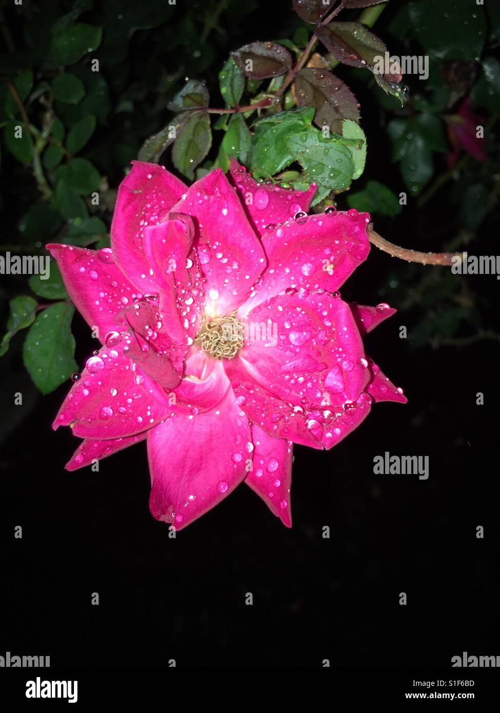 Knockout roses hi-res stock photography and images - Alamy