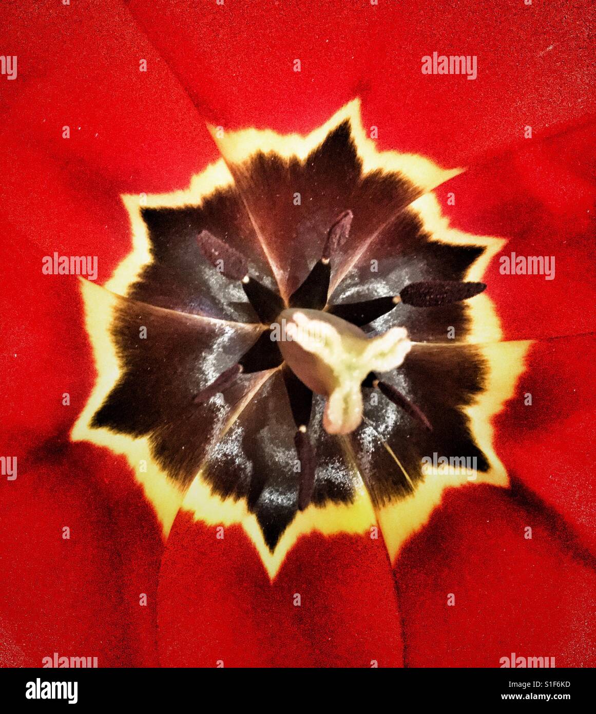 Inside a red tulip Stock Photo - Alamy