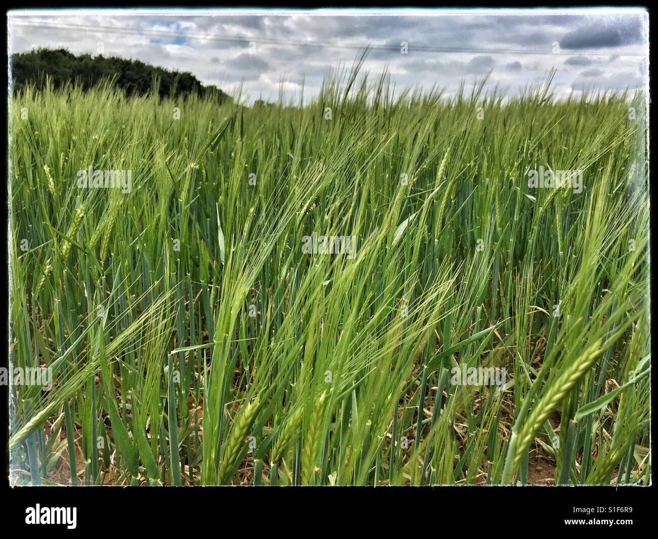 Intensive_farming hi-res stock photography and images - Alamy