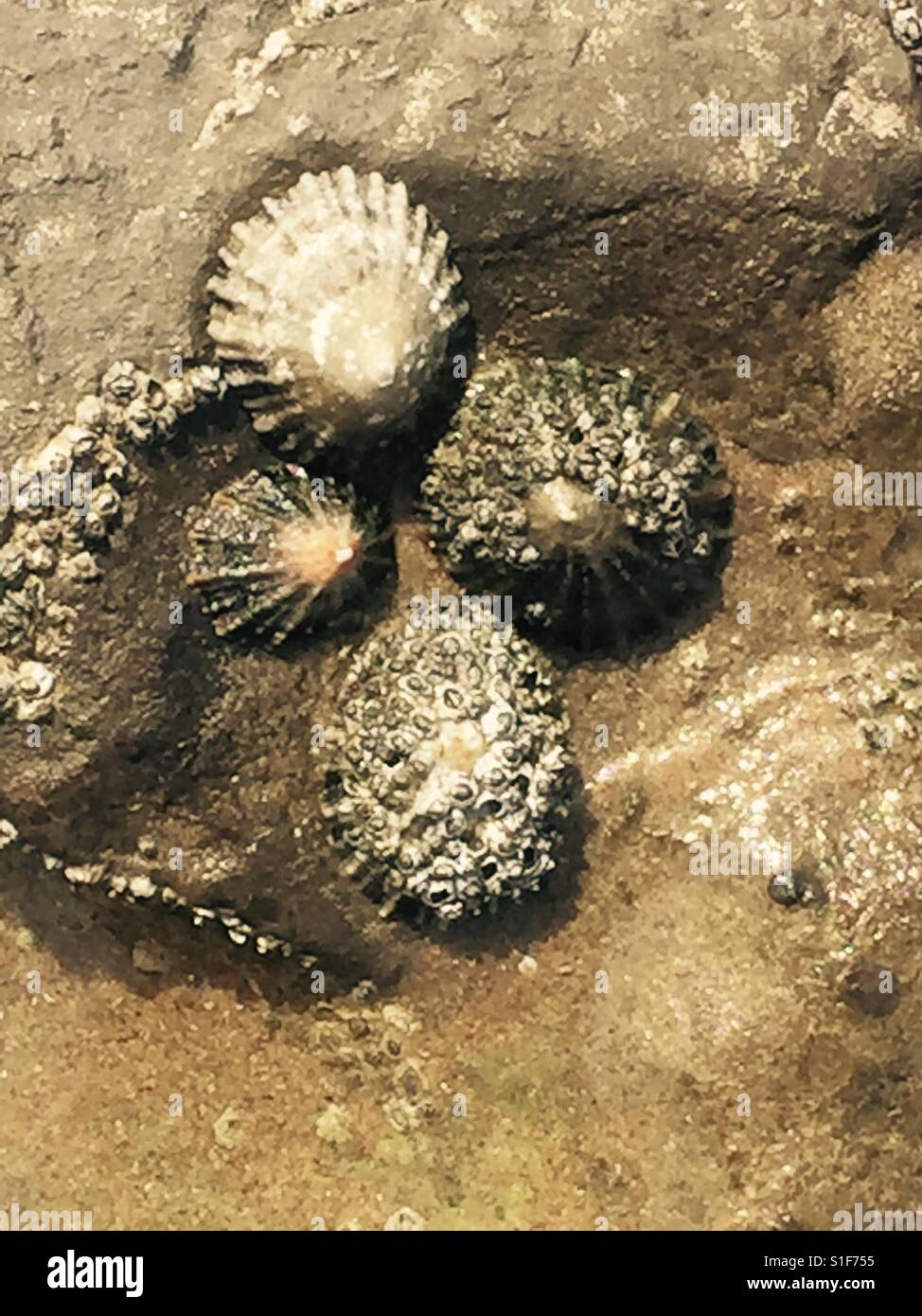 Rest Bay beach Porthcawl Stock Photo - Alamy