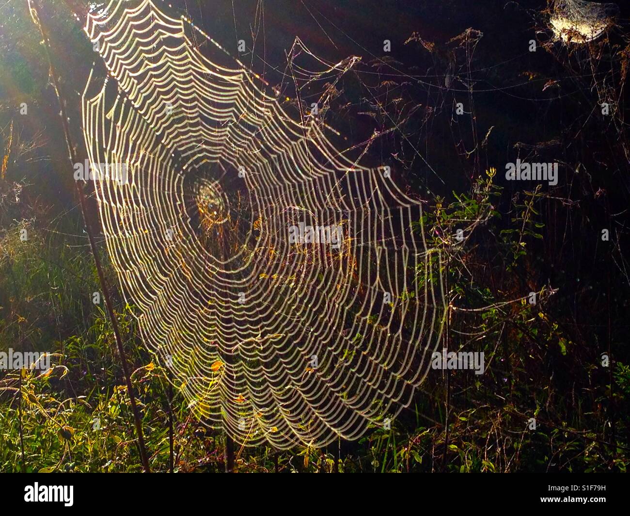 Webs spiderman hi-res stock photography and images - Alamy