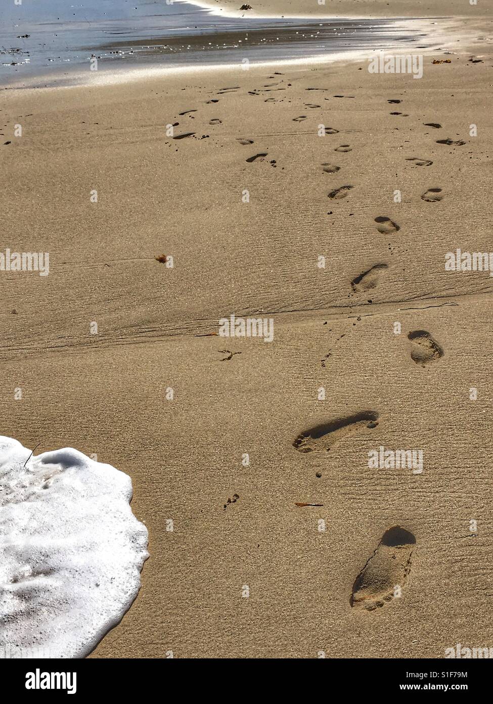 Footprints in the sand on the beach Stock Photo - Alamy