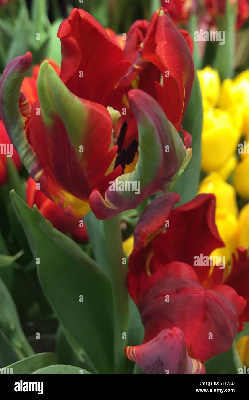 Variegated red hi-res stock photography and images - Alamy