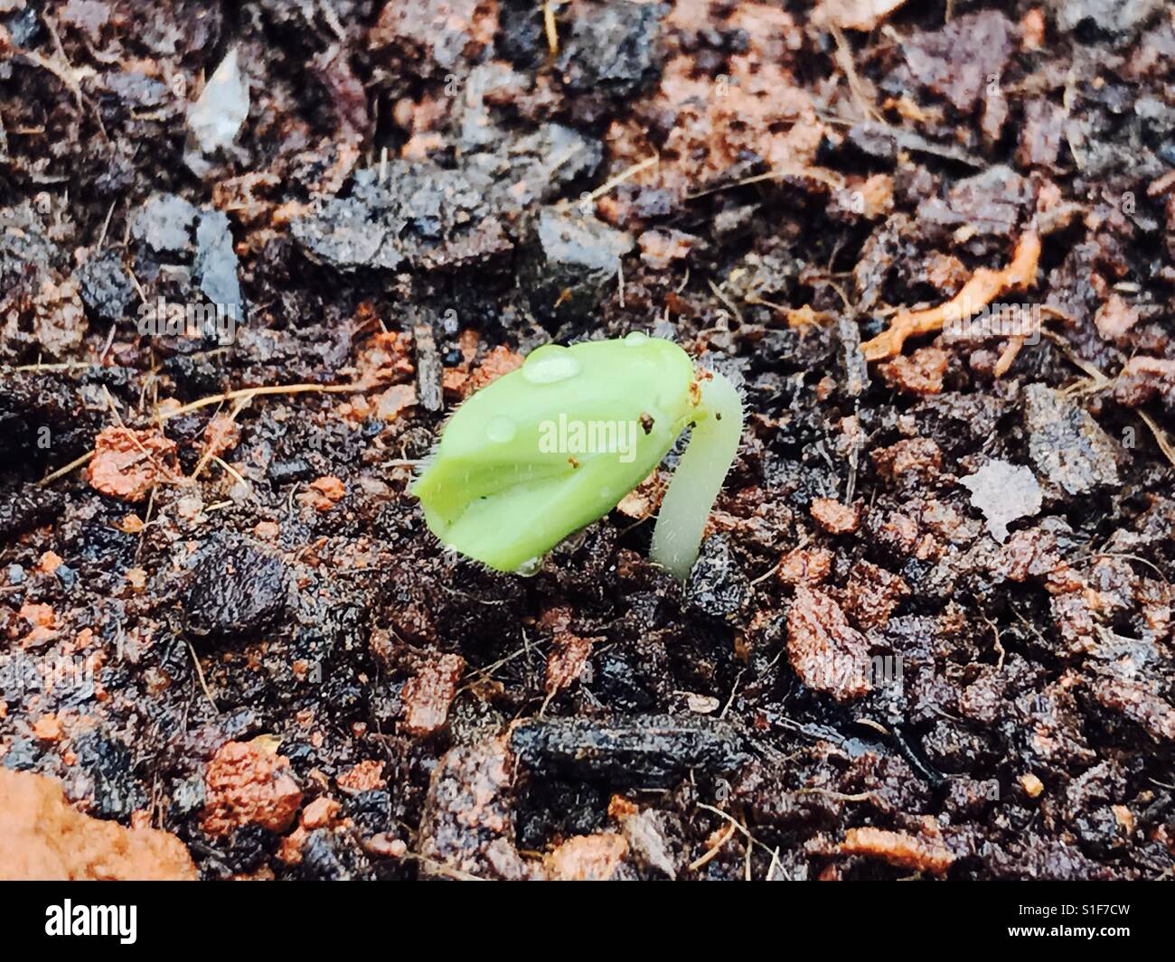 Germination of seed hi-res stock photography and images - Alamy