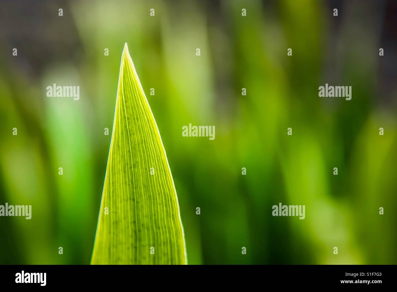 Serene green hi-res stock photography and images - Alamy
