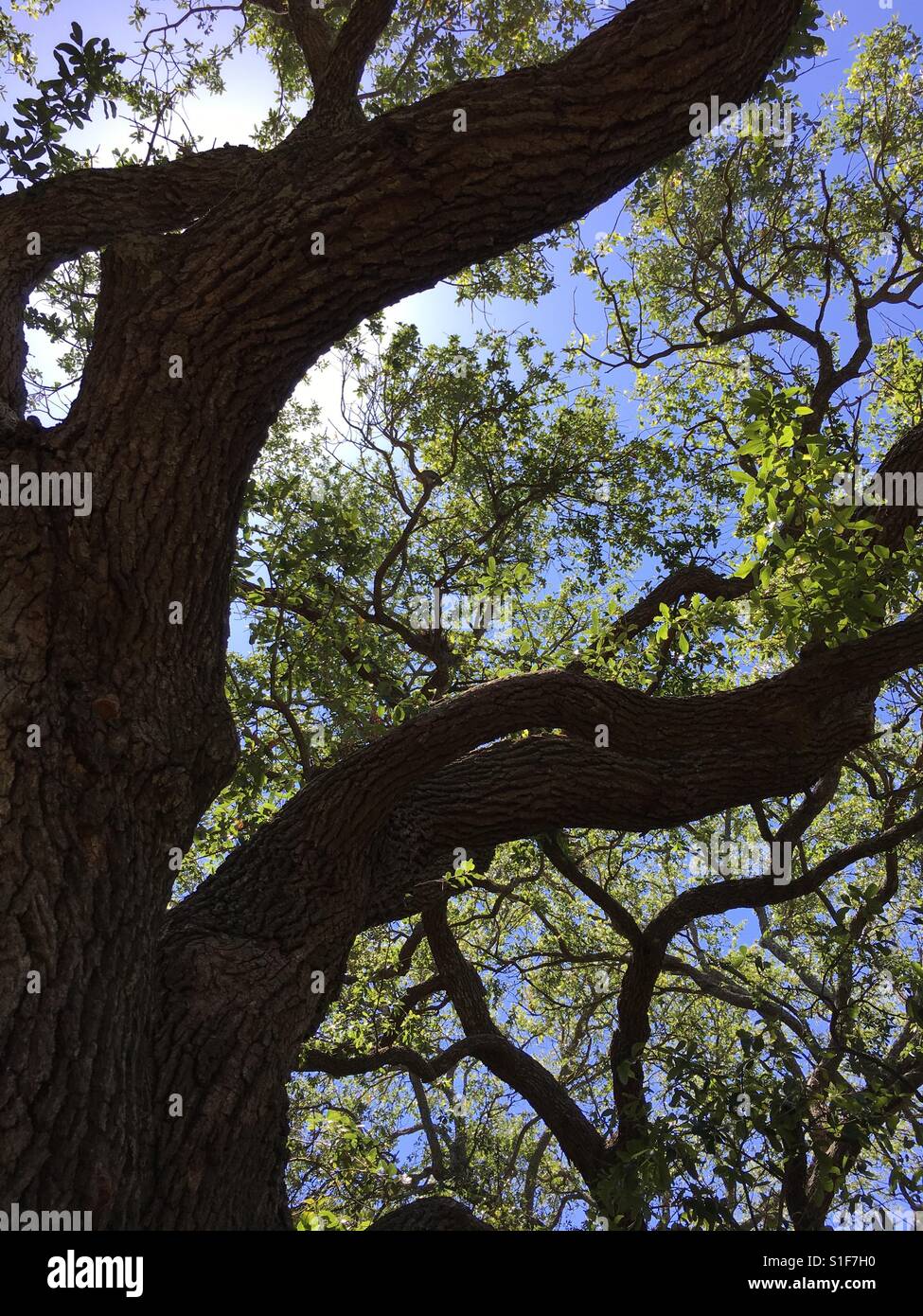 Charleston battery hi-res stock photography and images - Alamy