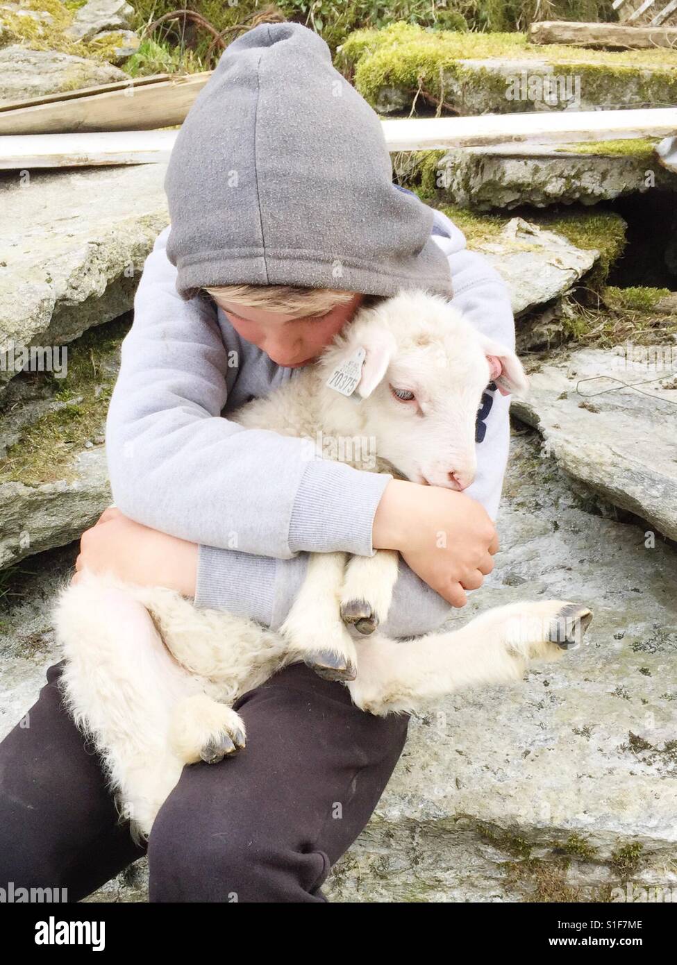 Boy with lamb hi-res stock photography and images - Alamy