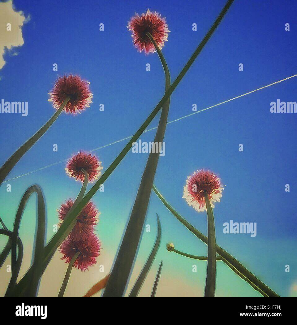 Blue chive hi-res stock photography and images - Alamy