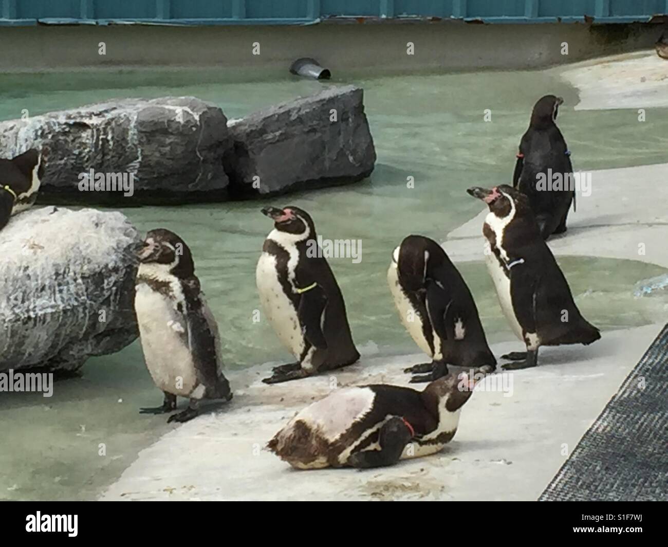 Penguins folly farm west Wales uk Stock Photo - Alamy