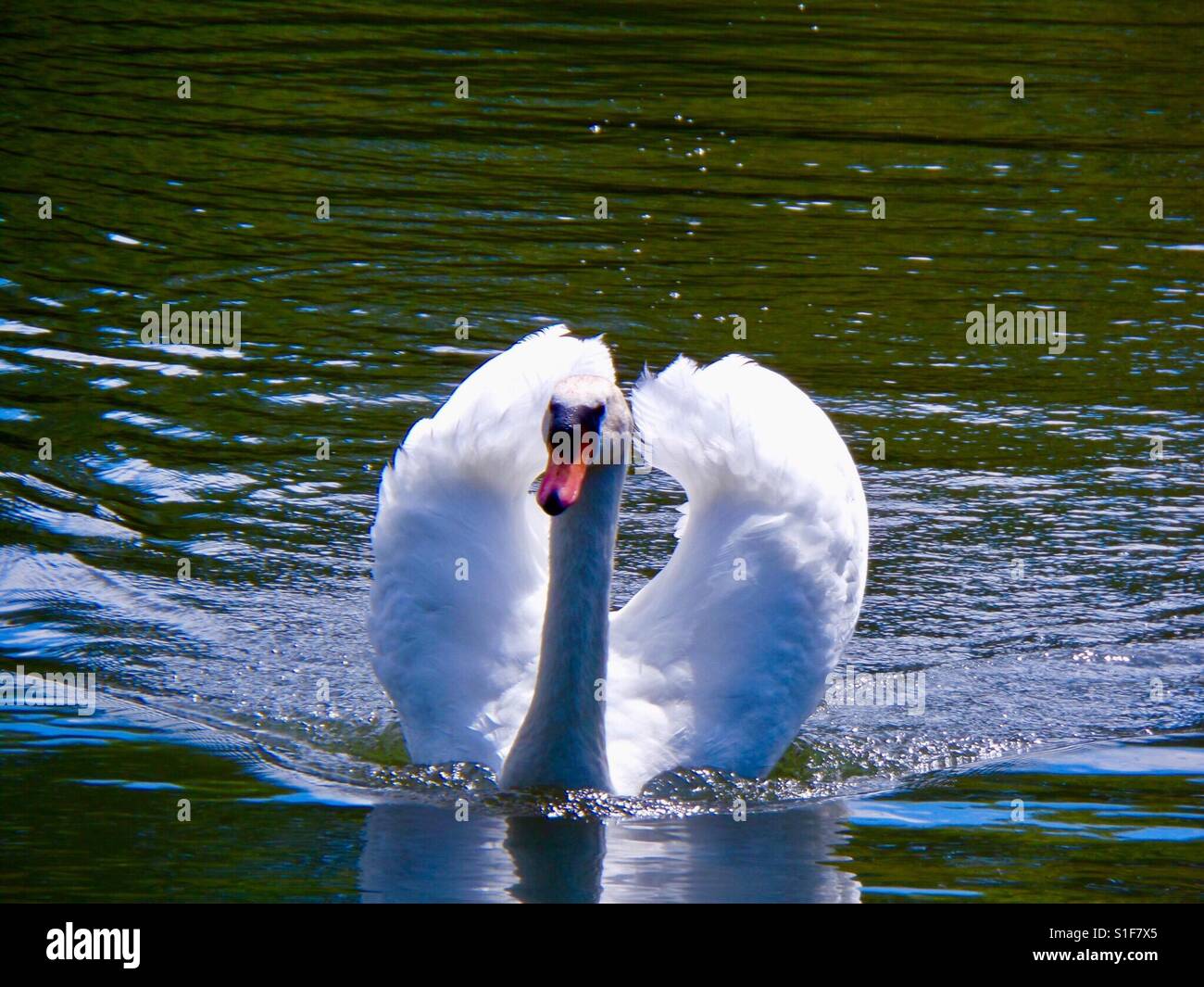 Swan on lake South Wales Stock Photo - Alamy