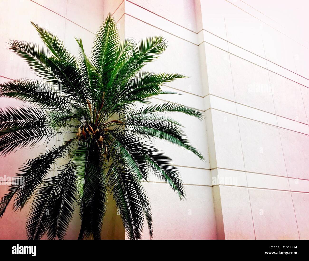 Palm tree and parallel lines Stock Photo - Alamy