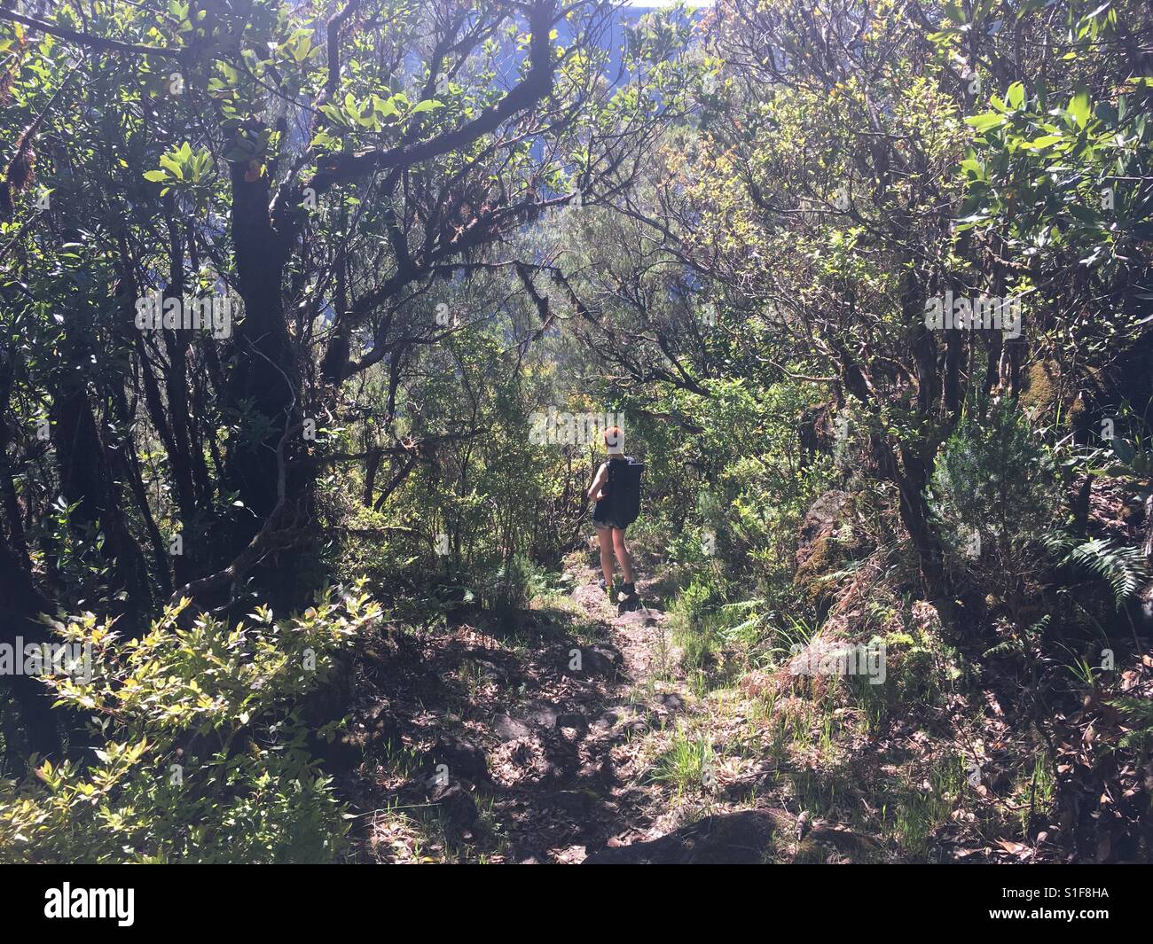 Vereda do fanal hi-res stock photography and images - Alamy