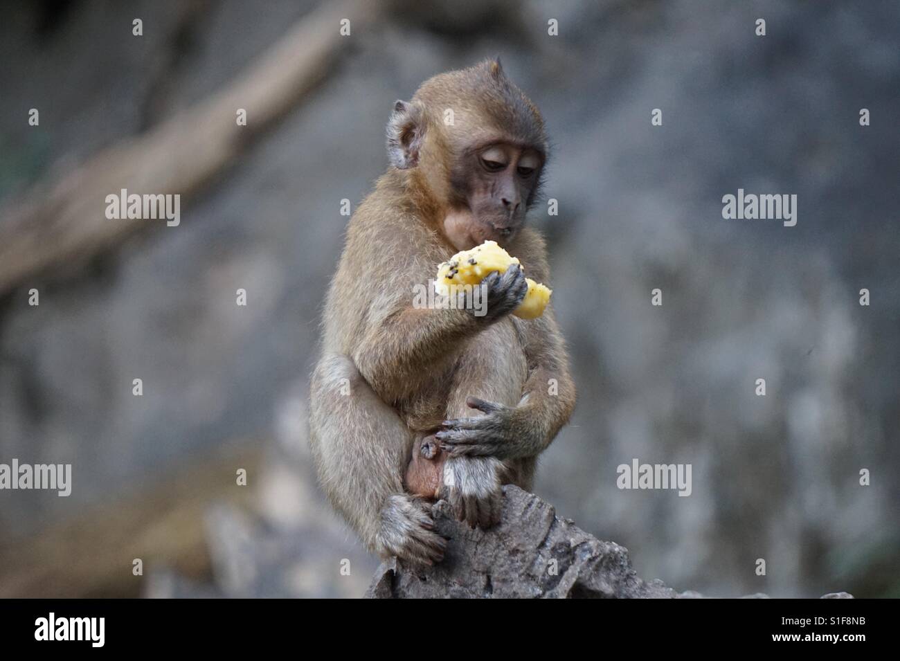Monkey temple thailand hi-res stock photography and images - Alamy