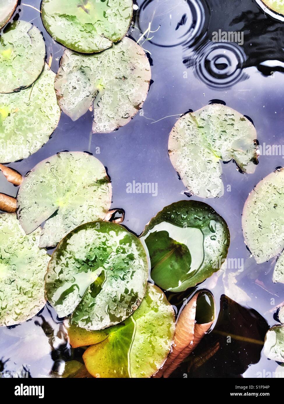 Rain garden pond hi-res stock photography and images - Alamy
