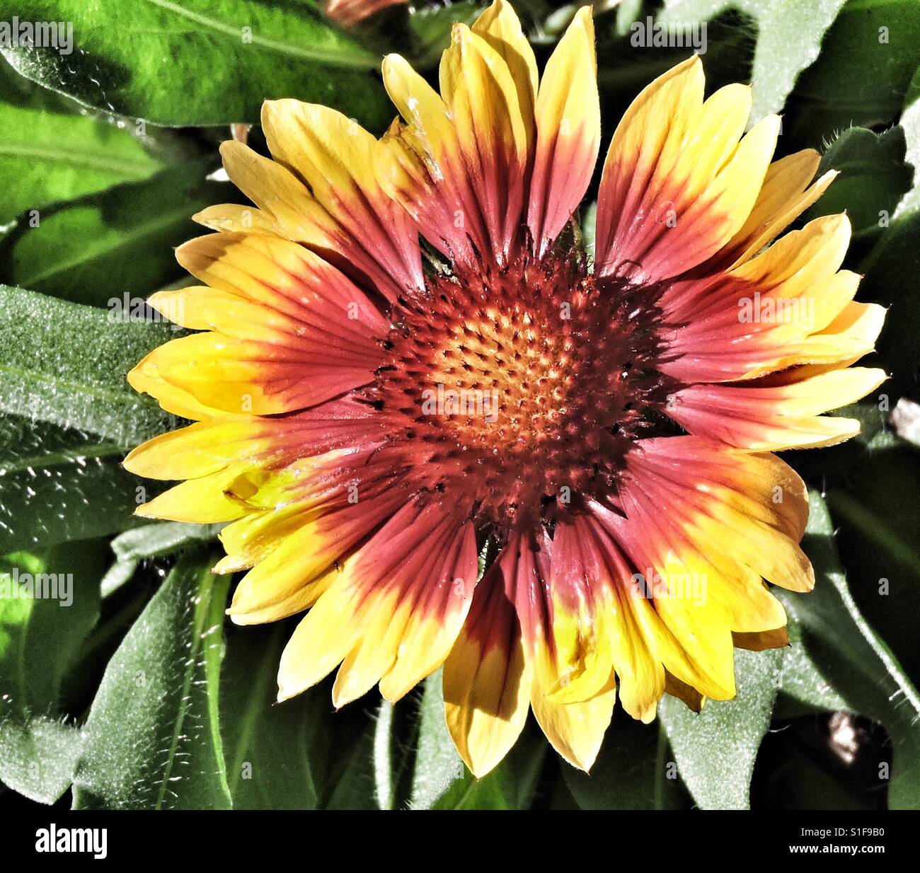 Double daisy hi-res stock photography and images - Alamy