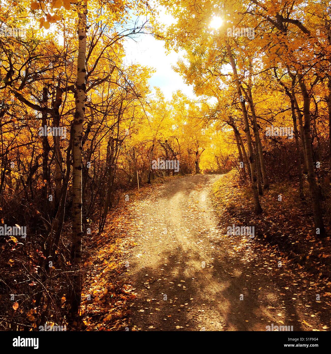 Pathway fall hi-res stock photography and images - Alamy