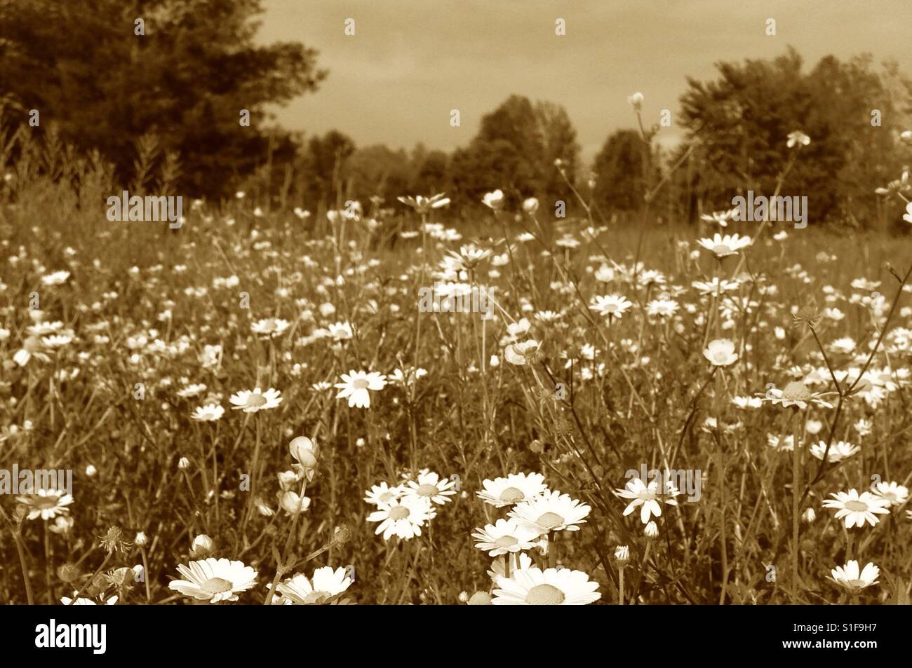 Pictures field hi-res stock photography and images - Alamy