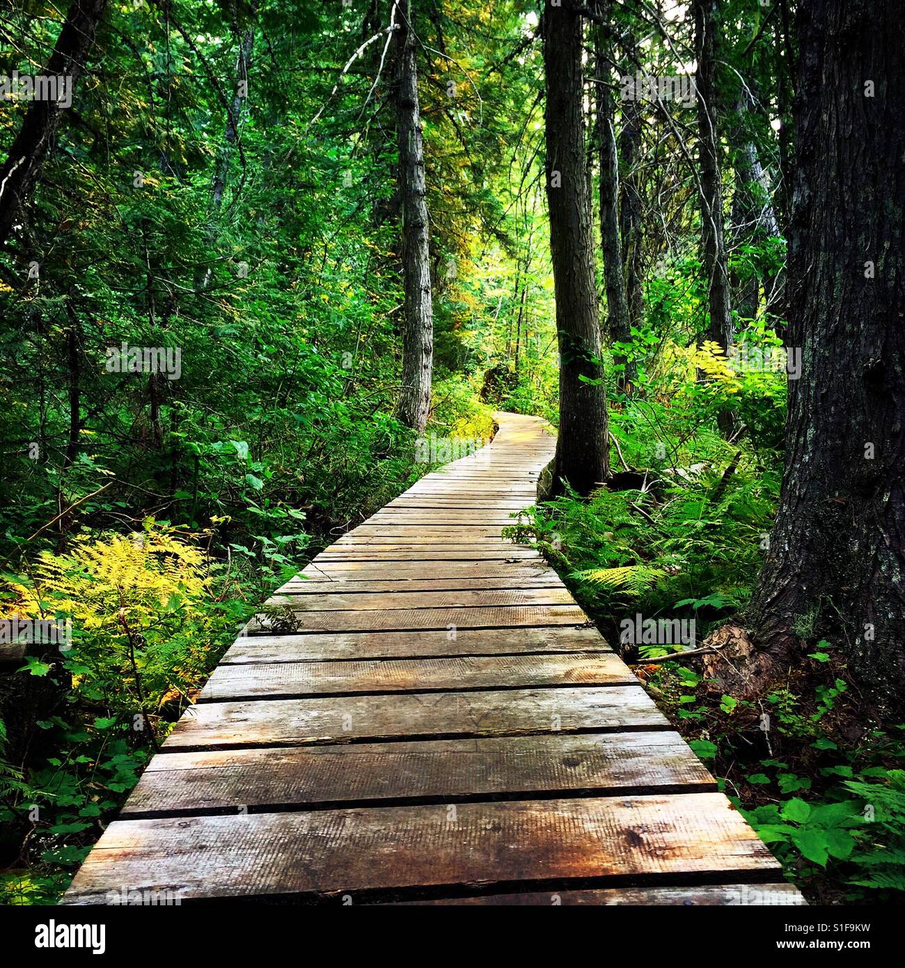 Path pathway forest hi-res stock photography and images - Alamy