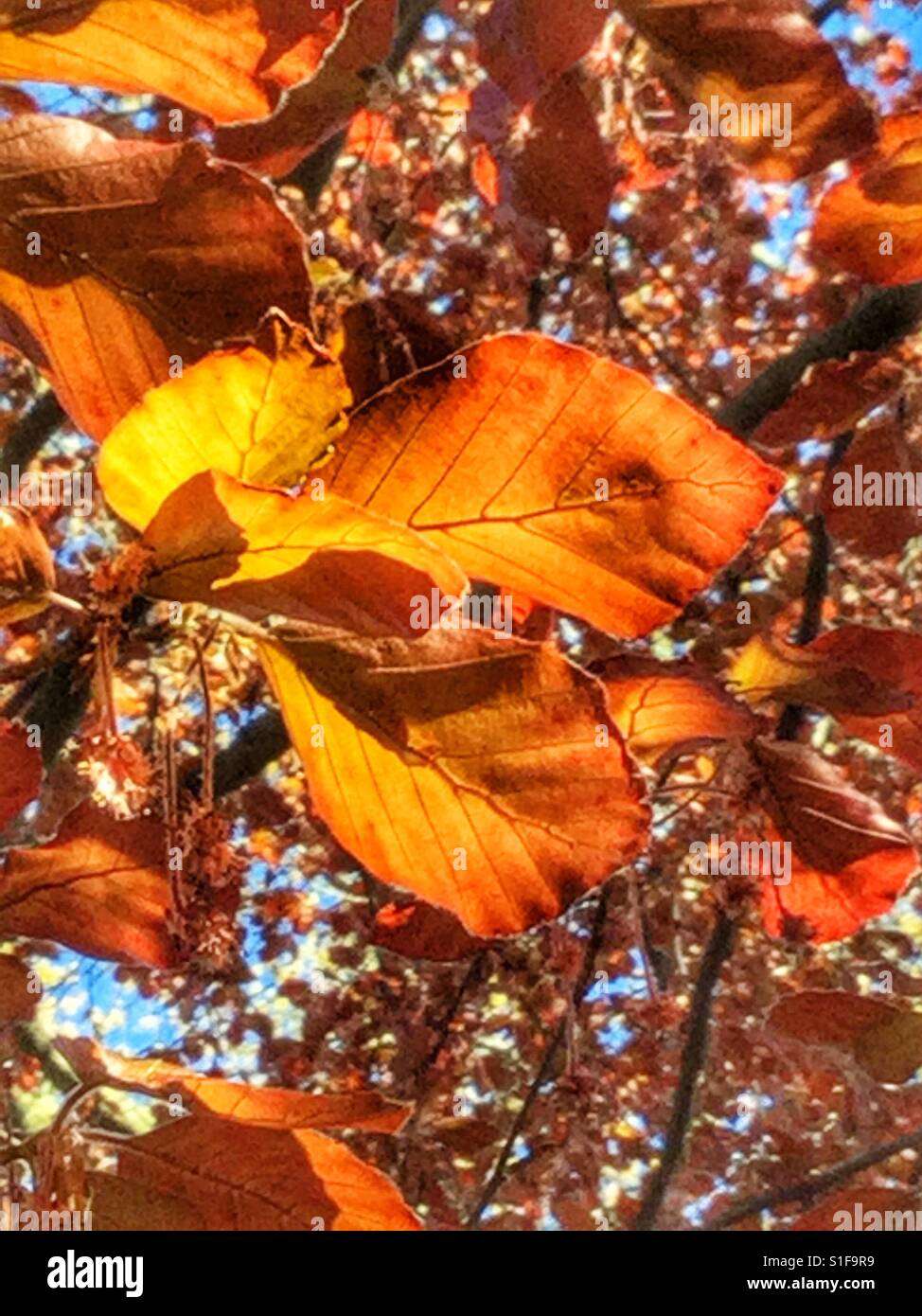 Under orange trees hi-res stock photography and images - Alamy