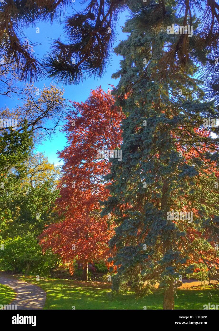 Tall standing trees Stock Photo - Alamy