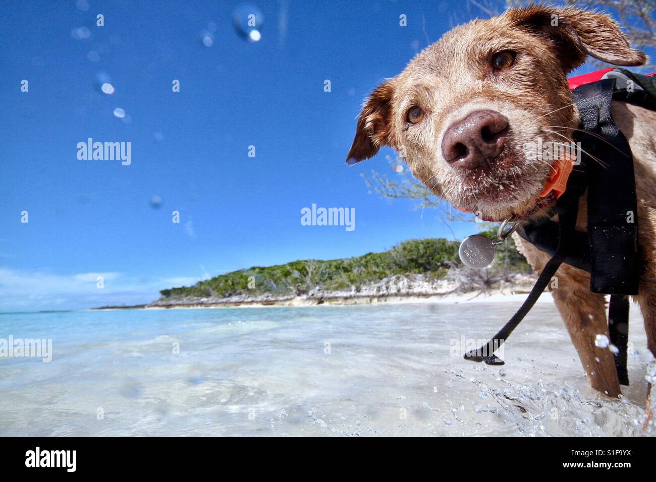 With his dog at the beach hi-res stock photography and images - Alamy