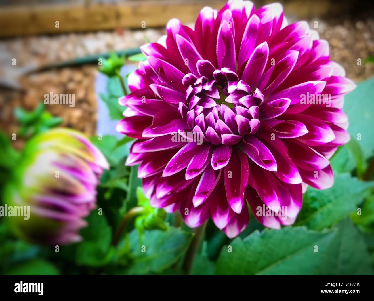 Dahlia Bud High Resolution Stock Photography and Images - Alamy