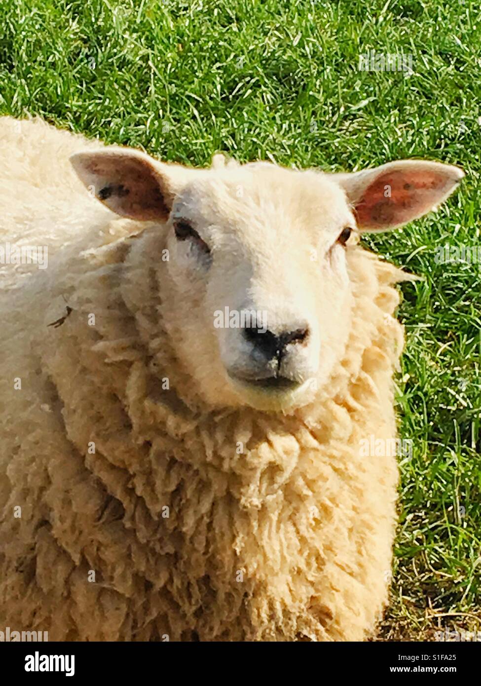 Sheep posing hi-res stock photography and images - Alamy