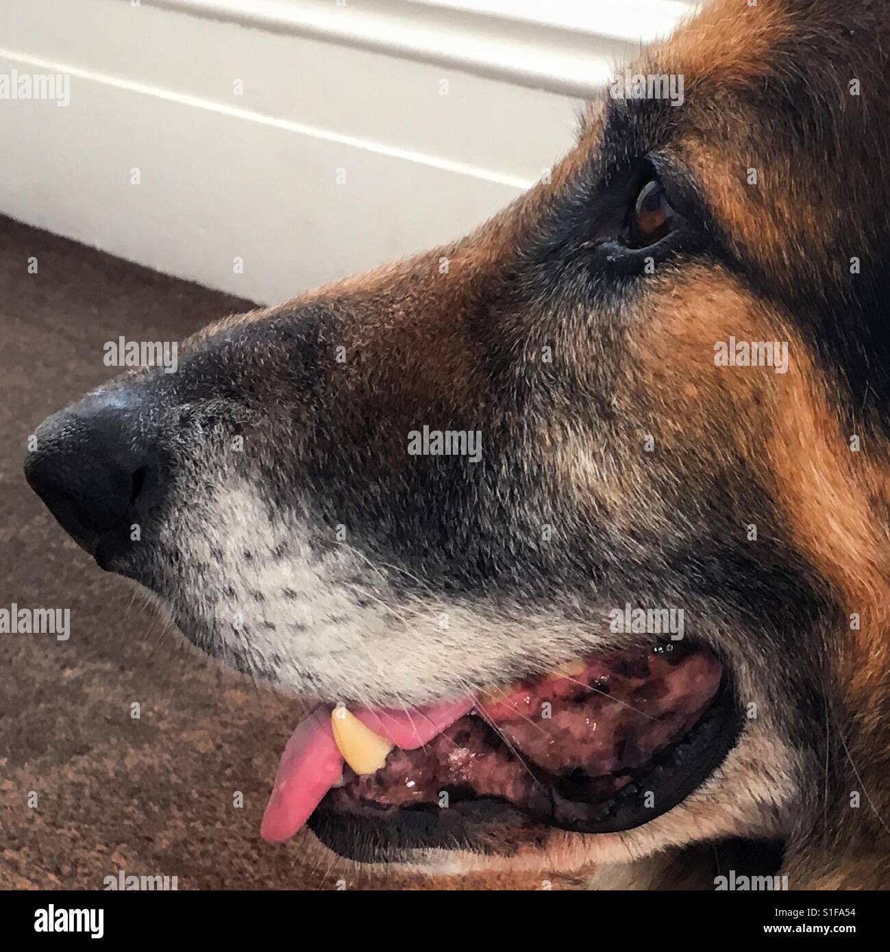 Grey german shepherd hi-res stock photography and images - Alamy