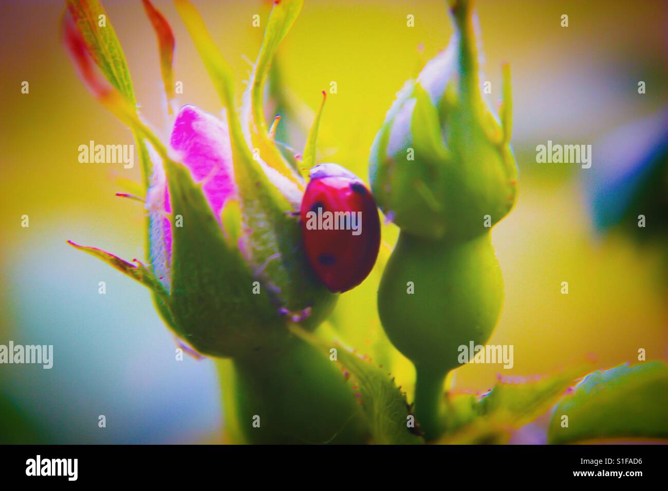 Hiding bug hi-res stock photography and images - Alamy