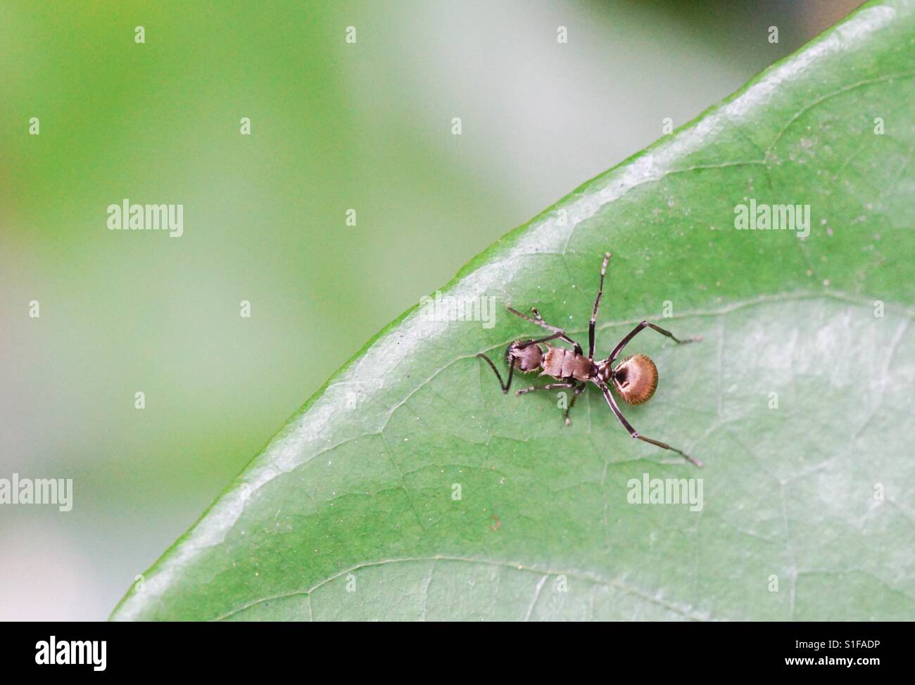 Ant leaf nature hi-res stock photography and images - Alamy