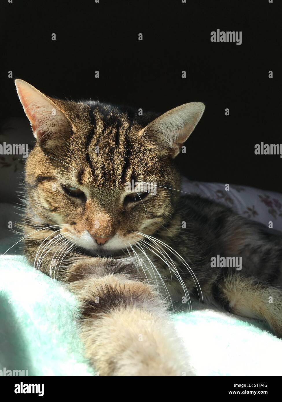 Cat in sunlight hi-res stock photography and images - Alamy