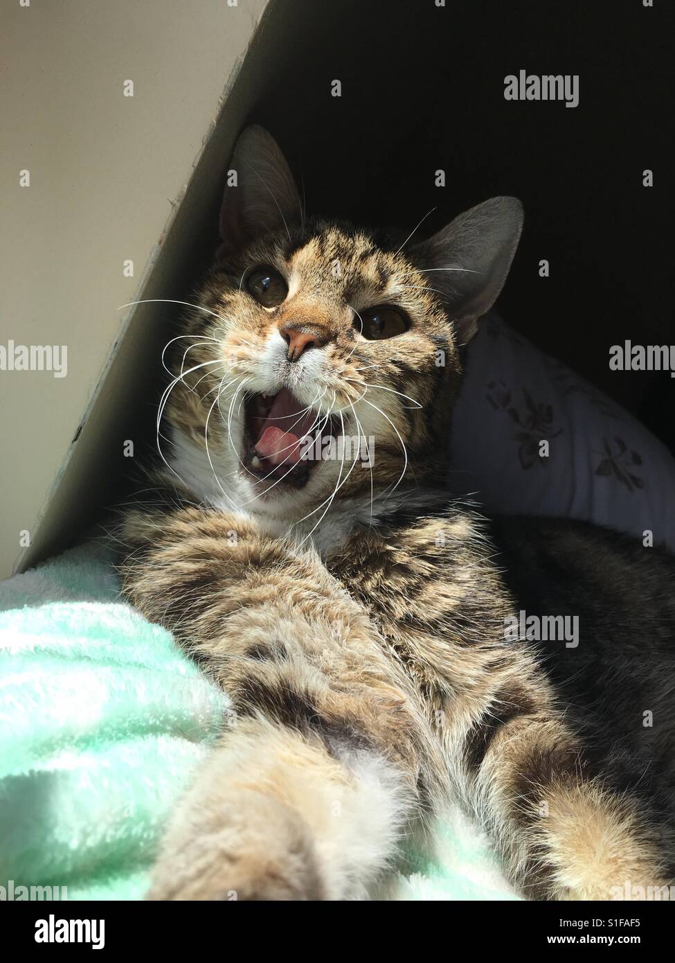 Yawning kitty hi-res stock photography and images - Alamy