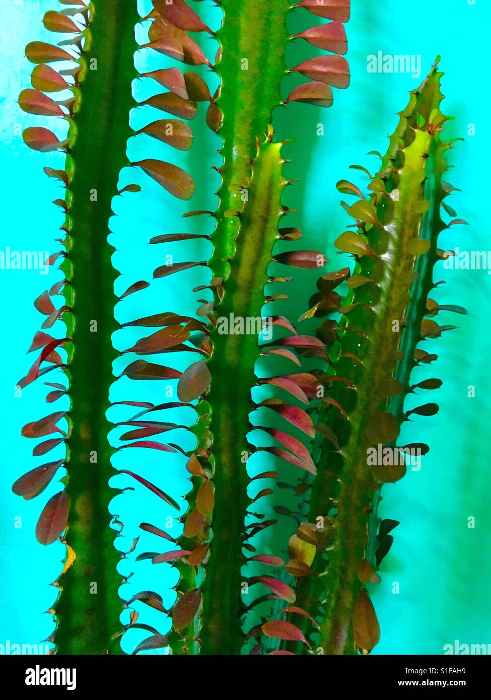 Soft cactus against bubble gum background Stock Photo - Alamy