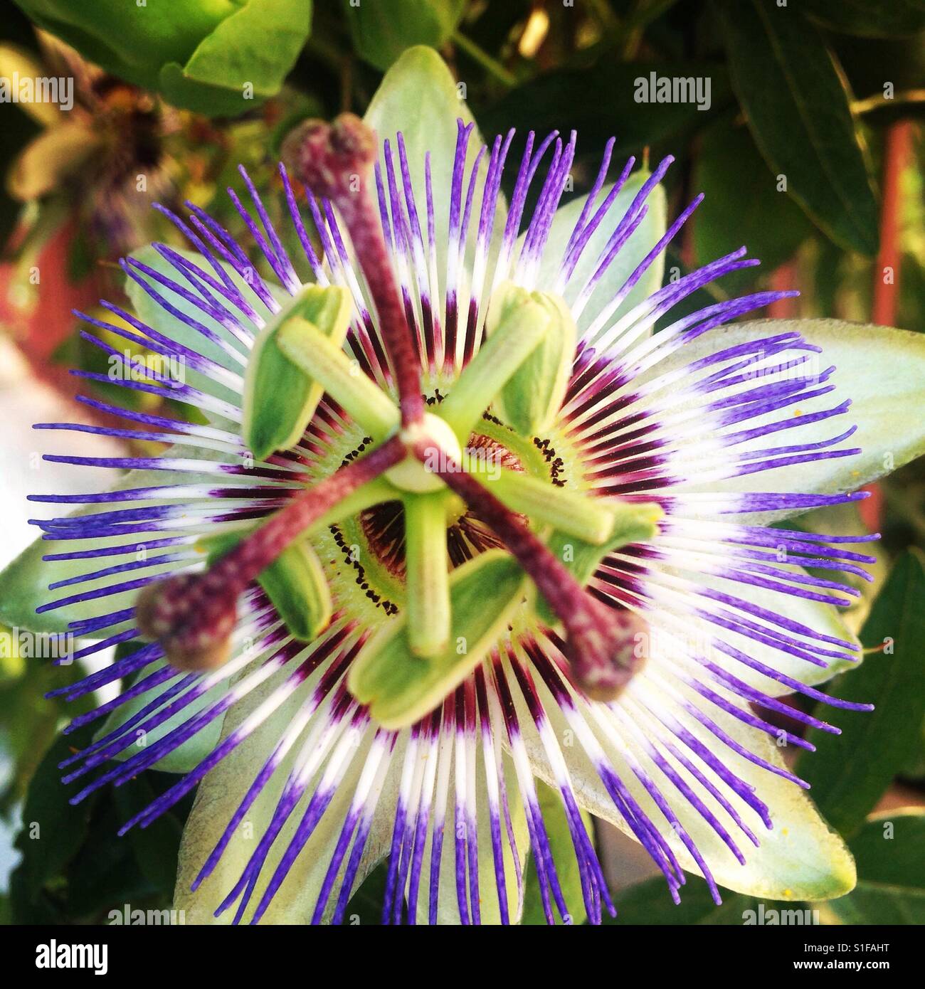 Passiflora passionflower hi-res stock photography and images - Alamy