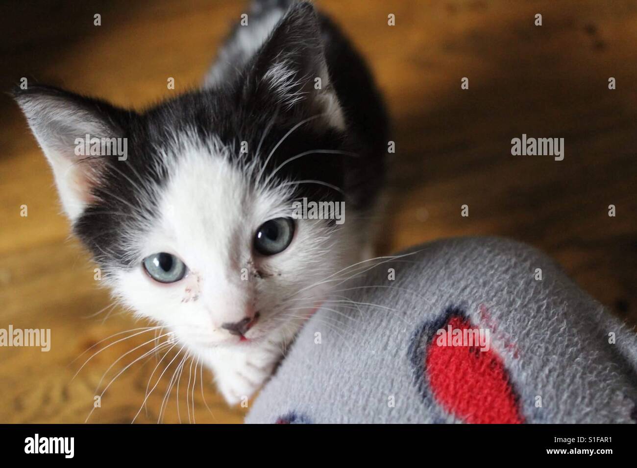 Baby max hi-res stock photography and images - Alamy