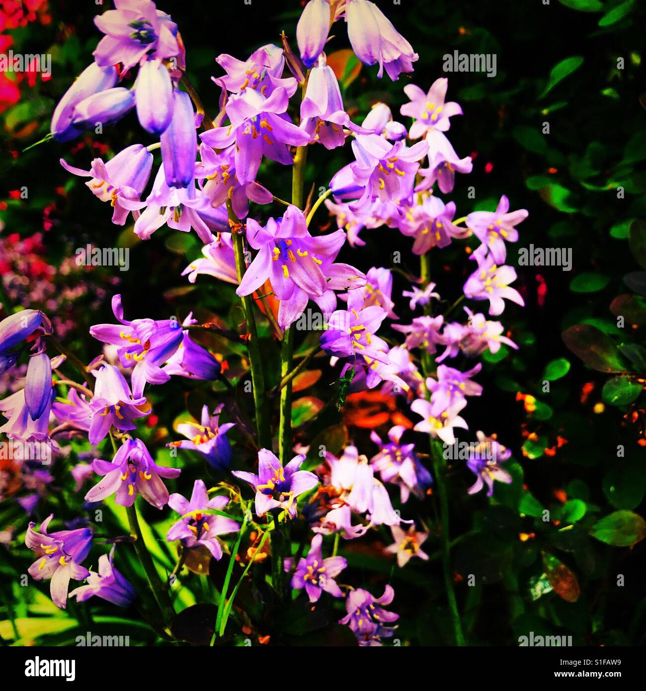 Contrast flower colors hi-res stock photography and images - Alamy