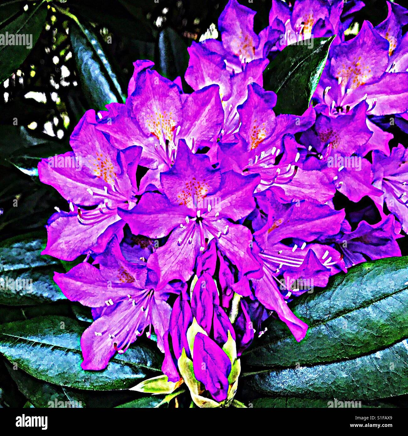 Beautiful purple flowers with contrast Stock Photo - Alamy